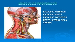 Musculos del cuello | PPTX