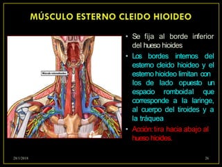 Musculos del cuello | PPTX