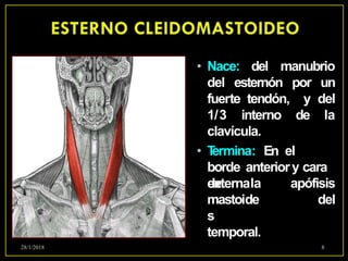 Musculos del cuello | PPTX