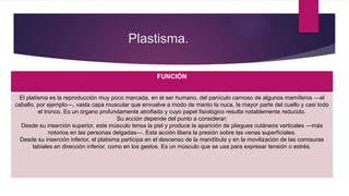 Musculos del cuello | PPTX