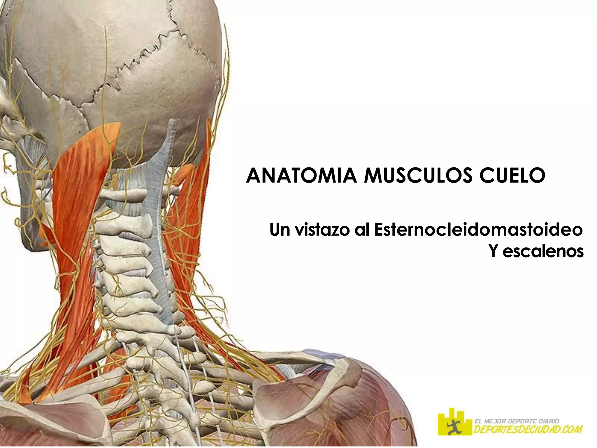Musculos del cuello | PDF