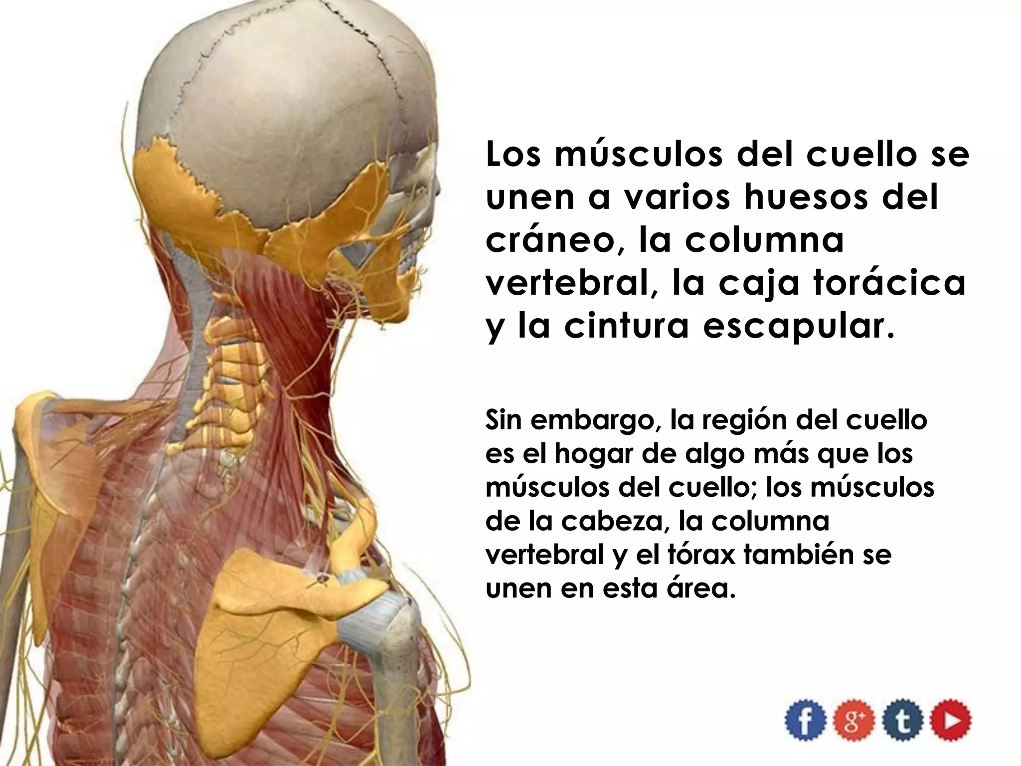 Musculos del cuello | PPT