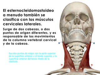 Musculos del cuello | PDF