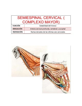 Musculos del cuello | DOCX