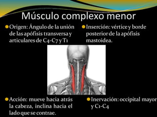 MUSCULOS DEL CUELLO.pptx anatomía PDF ayuda al estudio | PPTX