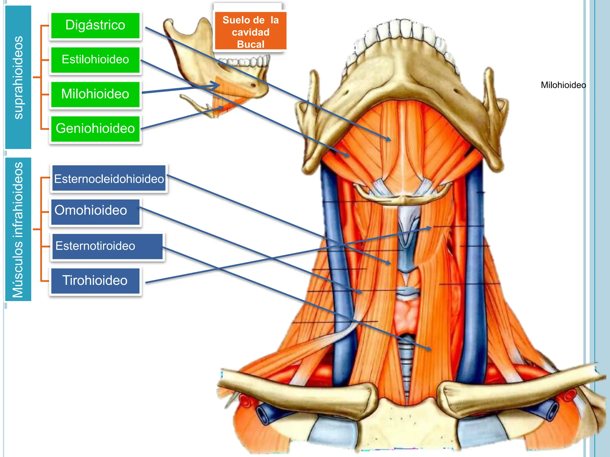 Muscúlos del cuello Anatomía humana pdf | PDF