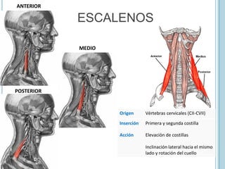 Muscúlos del cuello Anatomía humana pdf | PDF