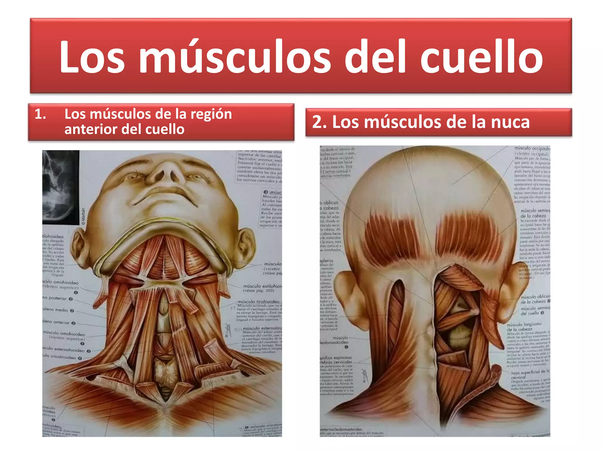 Musculos del cuello Charleny Rosario | PPTX | Death, Injury, or ...