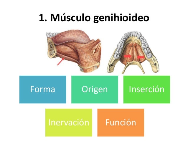 Musculos del cuello Charleny Rosario