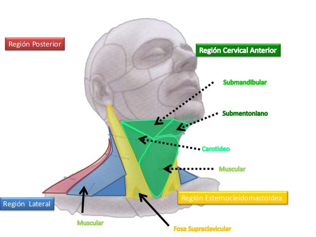 Musculos del cuello Charleny Rosario