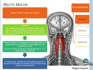 Musculos del cuello Completo | PPTX