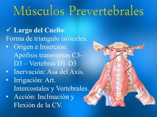 Musculos del Cuello. Division de planos | PPTX
