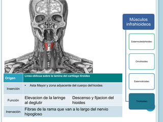 musculos del cuello. anatomia muscular. universidad uno | PPTX