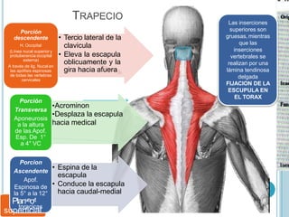 musculos del cuello. anatomia muscular. universidad uno | PPTX