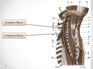 Musculos del Cuello y Nuca por david leon | PPTX