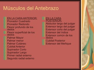 Musculos del cuerpo humano | PPT