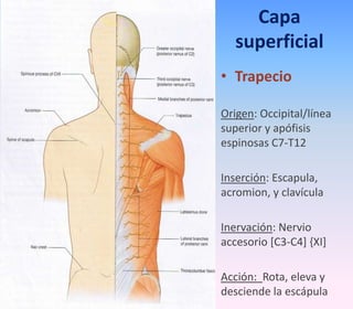 Origen E Inserción Del Músculo Trapecio