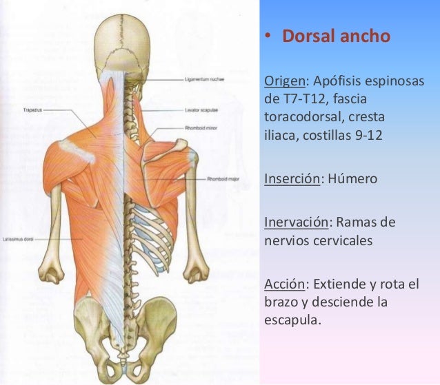 Musculos del dorso1