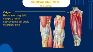 musculos del femur 1 .pptx