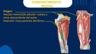 musculos del femur 1 .pptx