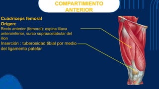musculos del femur 1 .pptx