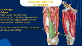 musculos del femur 1 .pptx