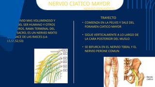 musculos del femur 1 .pptx