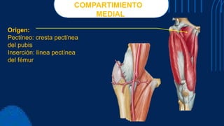 musculos del femur 1 .pptx