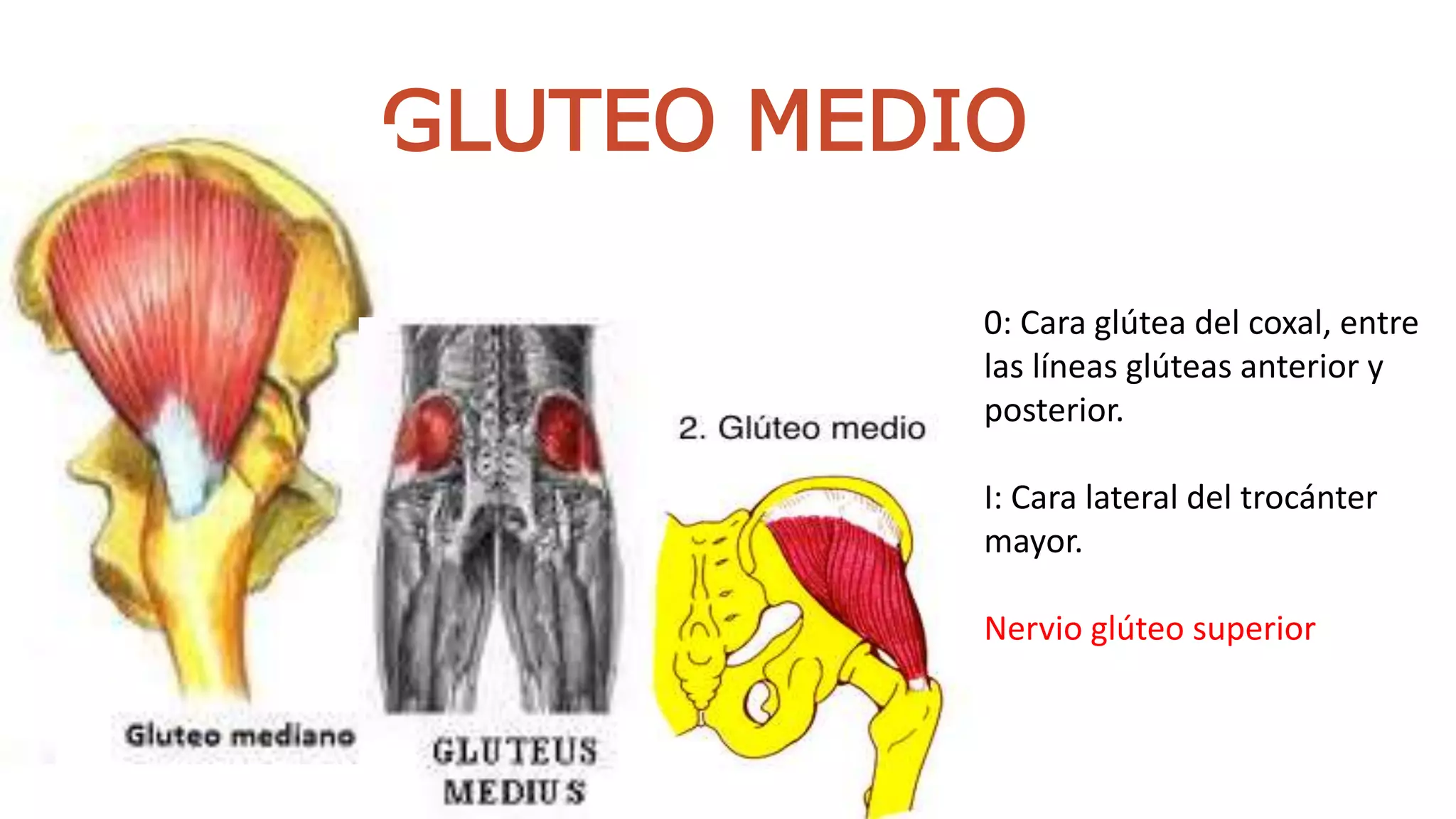Musculos del gluteo y muslo | PPTX