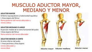 Musculos del gluteo y muslo | PPTX