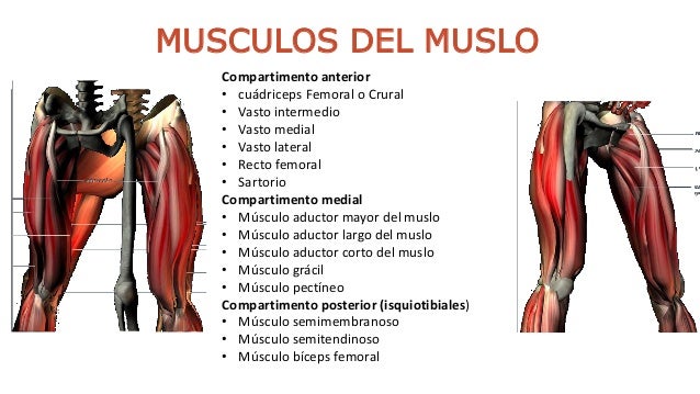 Musculos del gluteo y muslo