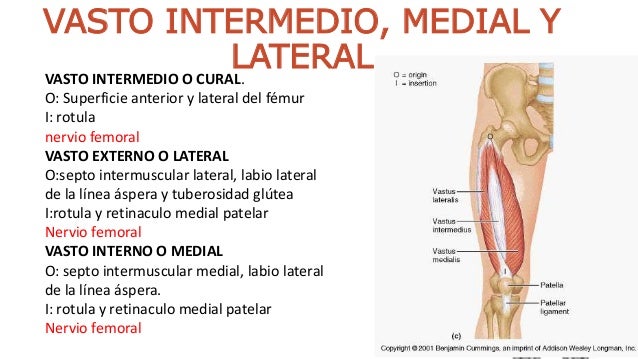 Musculos del gluteo y muslo