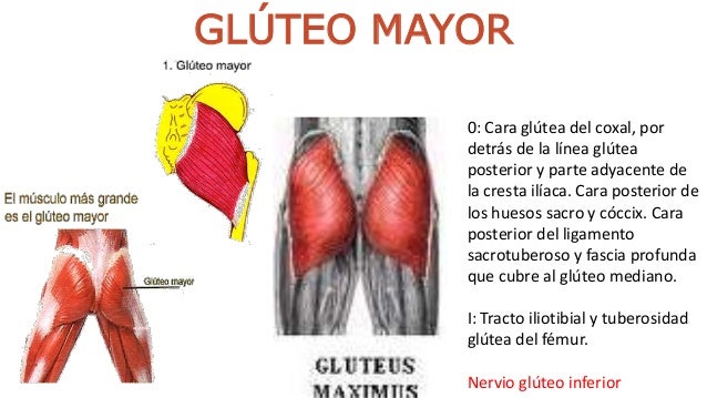 Musculos del gluteo y muslo