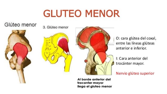 Musculos del gluteo y muslo