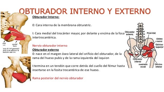Musculos del gluteo y muslo