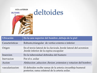 Musculos del hombro | PPTX