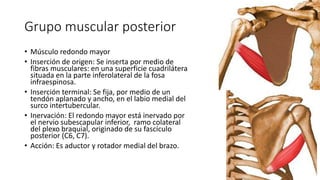musculos del hombro.pptx