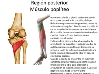 Musculos del miembro inferior | PPTX