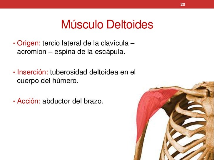 Músculos del miembro superior