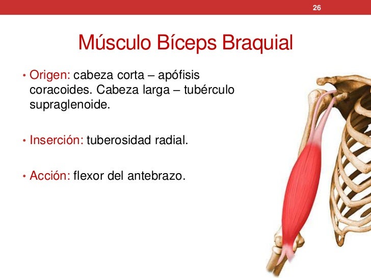 Biceps Braquial Origen E Insercion – XKDOT