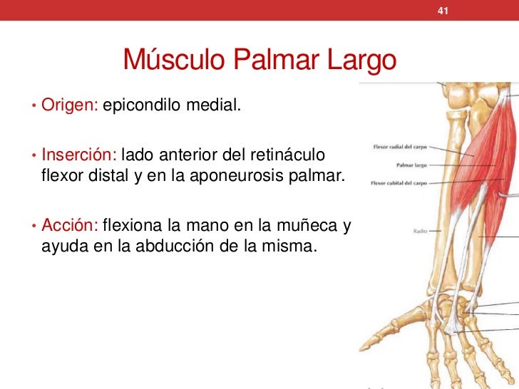 Músculos del miembro superior