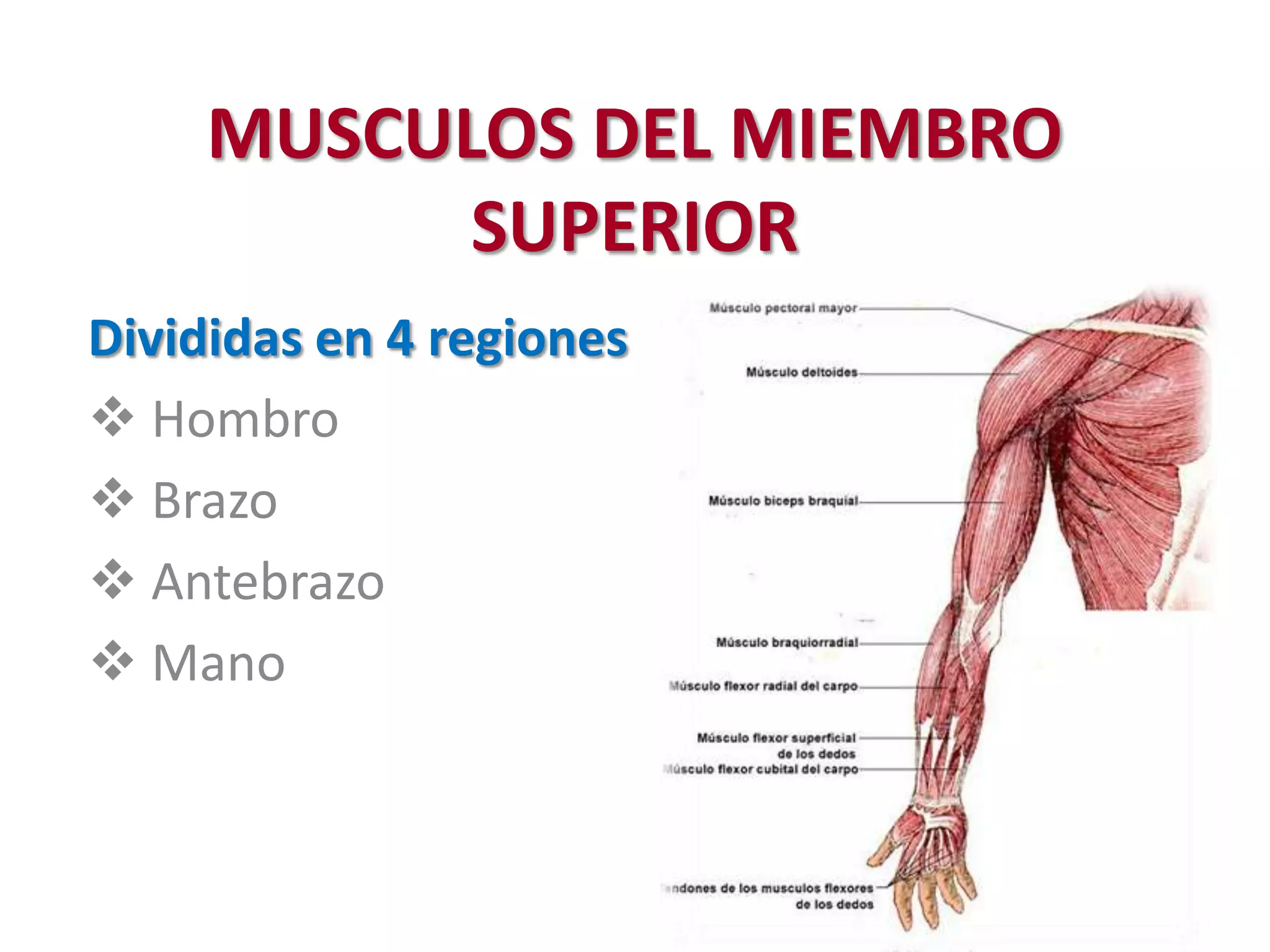 Musculos del miembro superior | PPTX