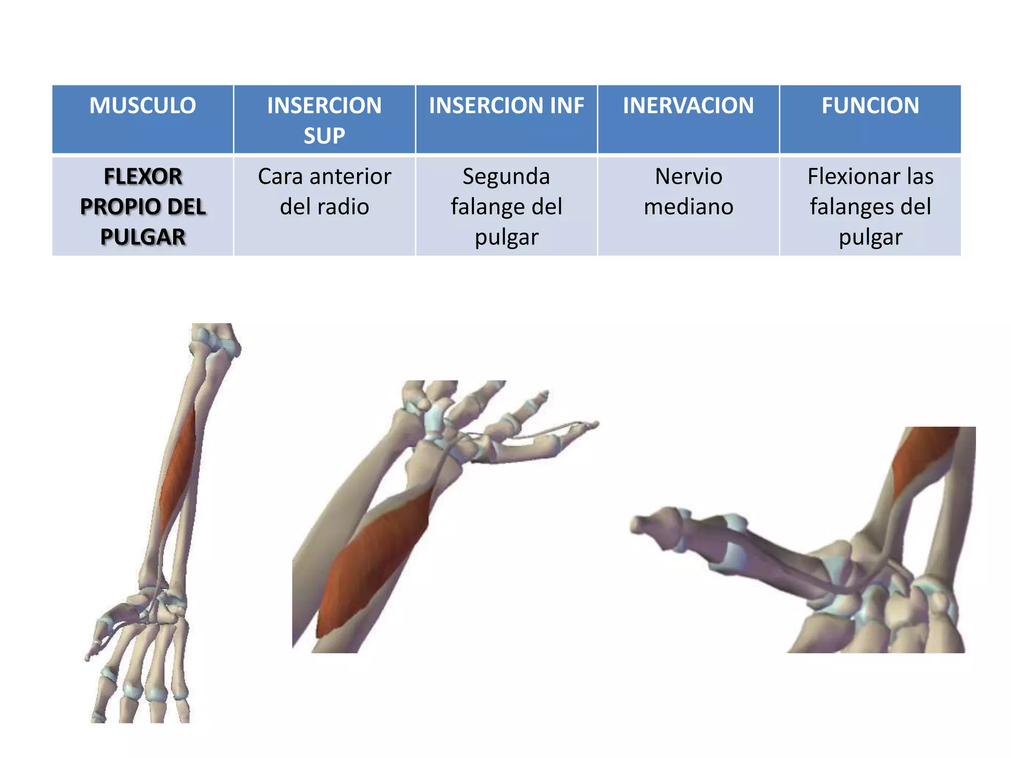 Musculos del miembro superior | PPTX