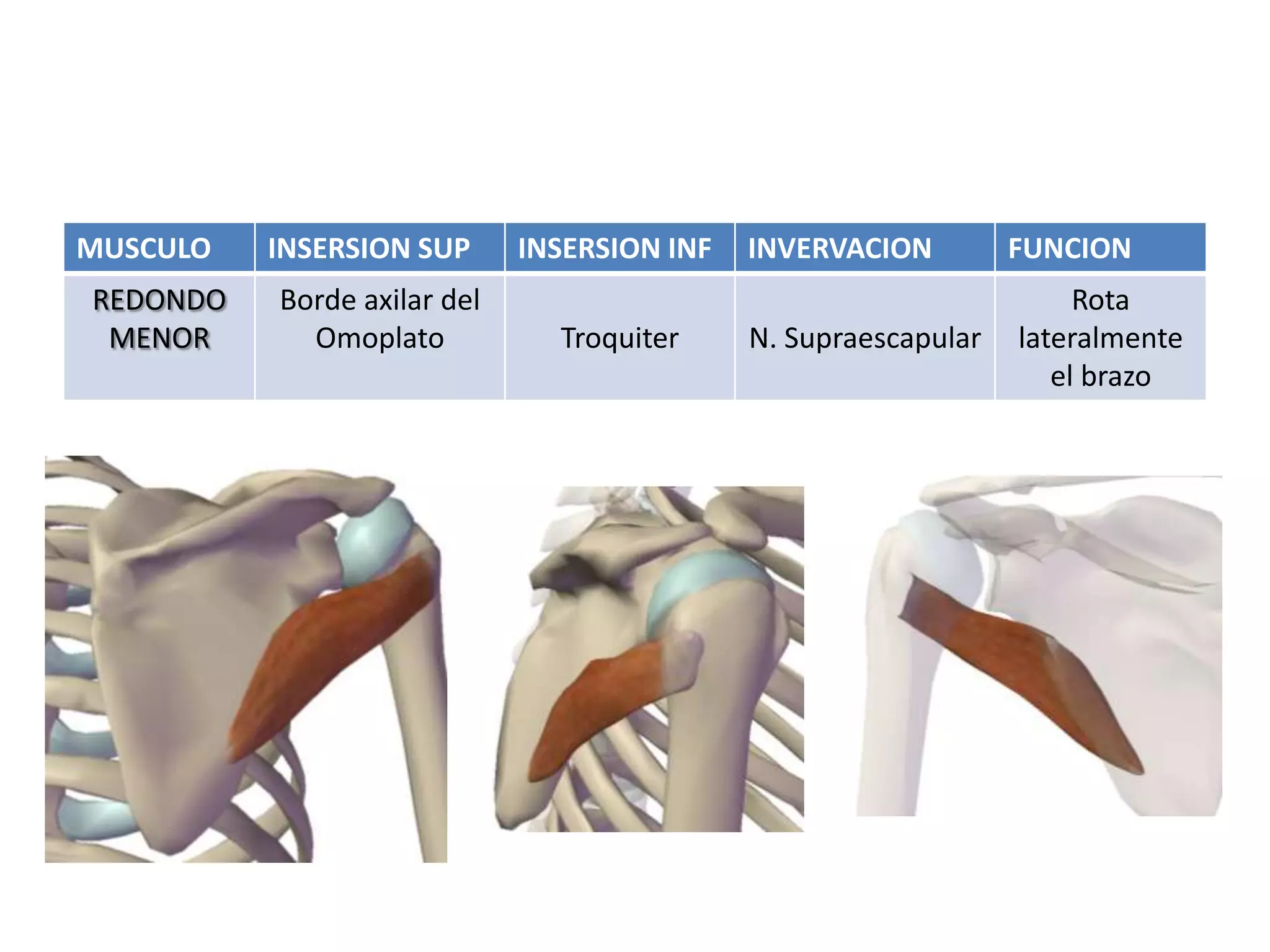 Musculos del miembro superior | PPTX