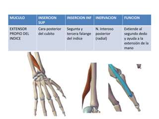 Musculos del miembro superior | PPTX