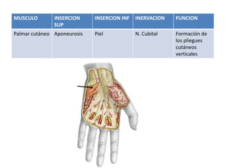 musculos del miembro superior.pdf