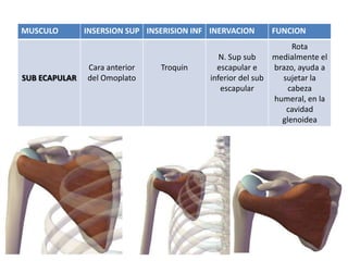 musculos del miembro superior.pdf