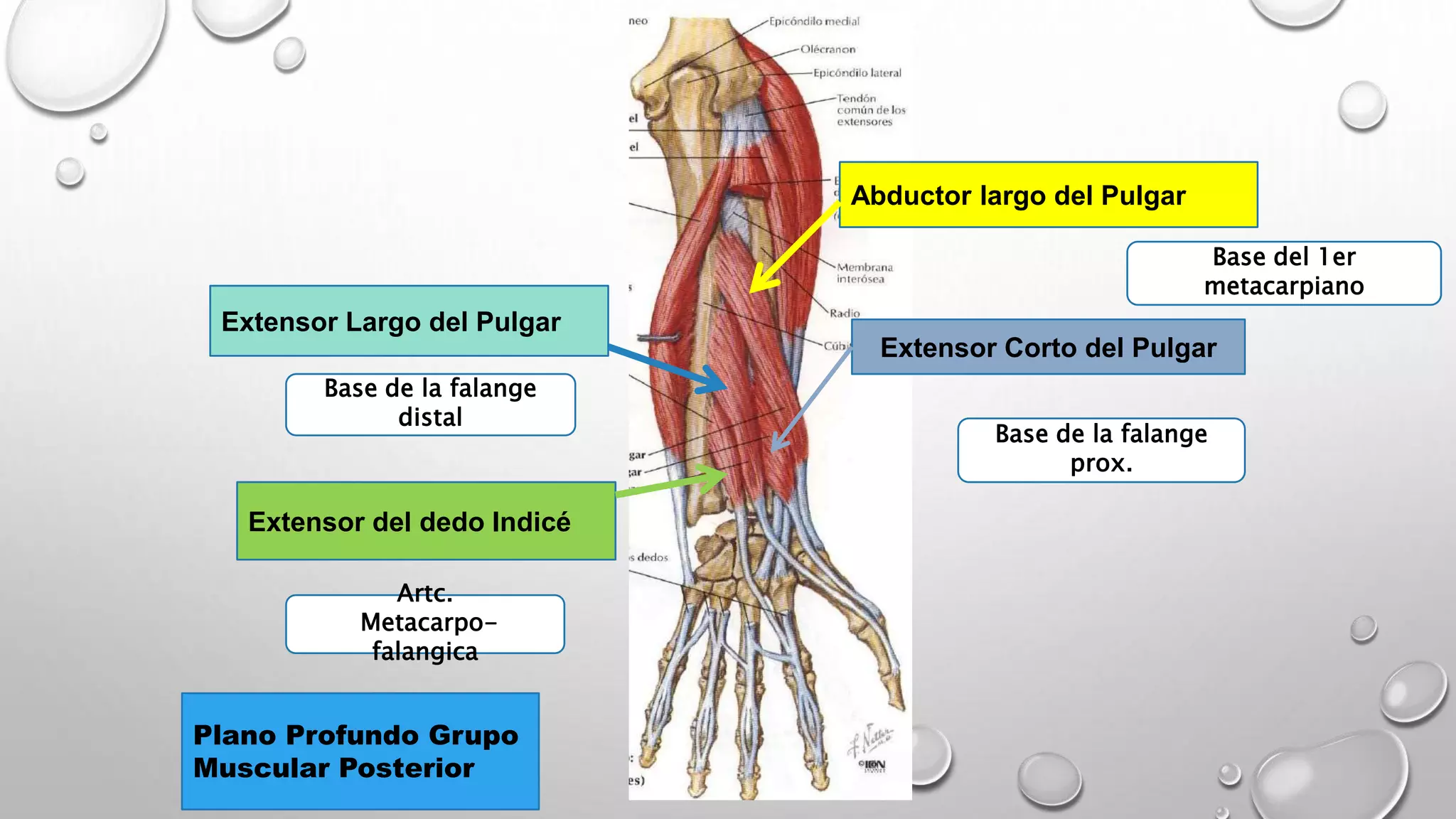 MUSCULOS DEL MIEMBRO SUPERIOR Dra Soto.pptx