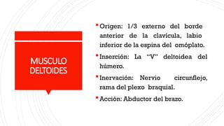 MUSCULOS DEL MIEMBROSUPERIOR II.pptx exp | PPTX