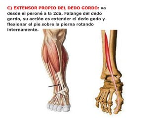 Musculos del MMII (1).pptx